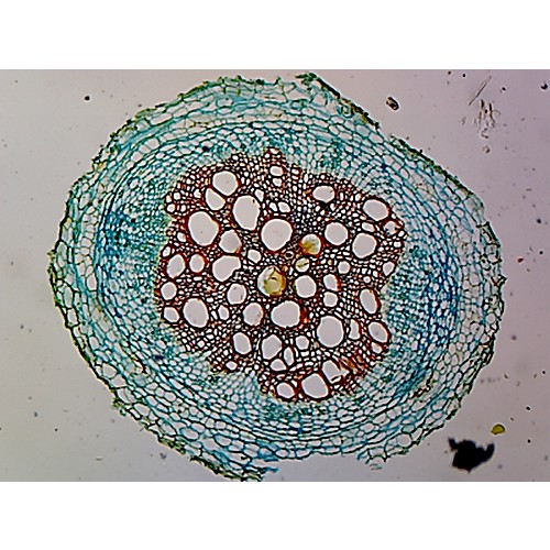Prepared Microscope Slide,Angiosperms Roots, Dicot, C.S.