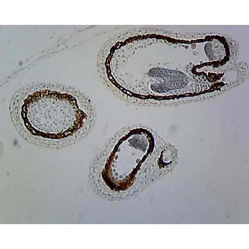 Prepared Microscope Slide,Capsella Embryo Precotyledon