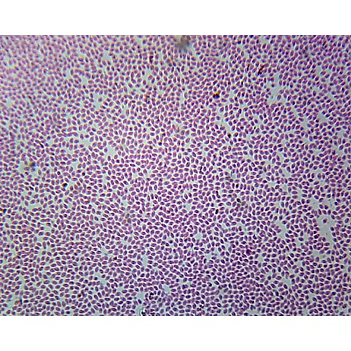 Prepared Microscope Slide, Histology; Blood Smear Earthworm