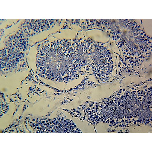 Prepared Microscope Slide,Male Testis Seminiferous Tubules