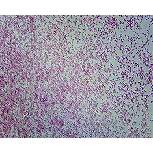 Prepared Microscope Slide,Escherichia Coli Smear Gram Negative, Rod ...