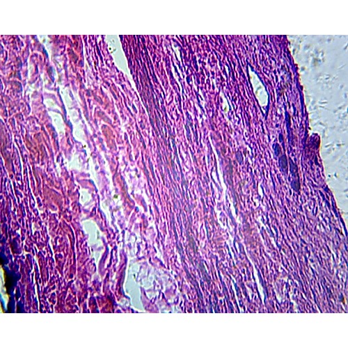 Prepared Microscope Slide,Digestive System, Gallbladder