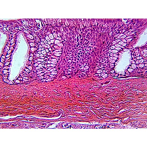 Prepared Microscope Slide,Pseudostratified Columnar Epithelium