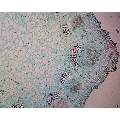 Prepared Microscope Slide,Helianthus Young Stem; C.S. Sunflower