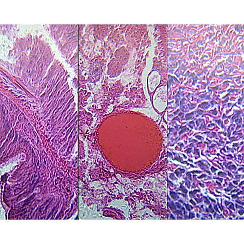 Prepared Microscope Slide,Earthworm, Composite, C.S. Section through ...