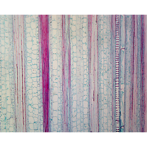 Prepared Microscope Slide,Zea Mays Stem L.S.