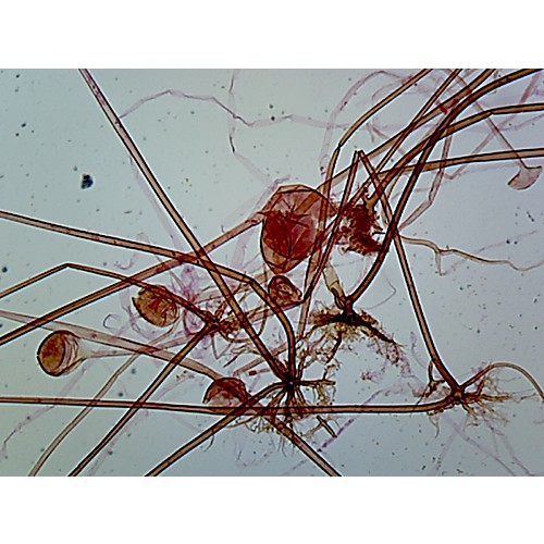 Prepared Microscope Slide,Rhizopus Asexual Rep., W.M. Fungus