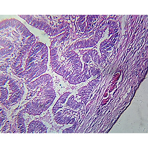 Prepared Microscope Slide,Fallopian Tube, C.S. Oviduct