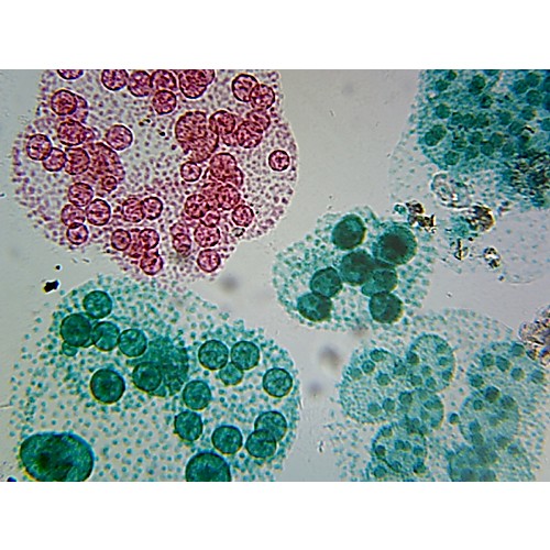 Prepared Microscope Slide,Chlorophyta Green Algae, Volvox, Asexual