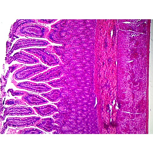 Prepared Microscope Slide,Smooth Muscle Fiber C.S. & L.S.