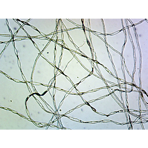 Prepared Microscope Slide,Cotton Textile Fibers W.M.