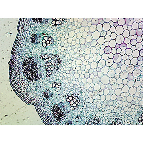 Prepared Microscope Slide,Typical Dicot Stems, Lavender Stem CS