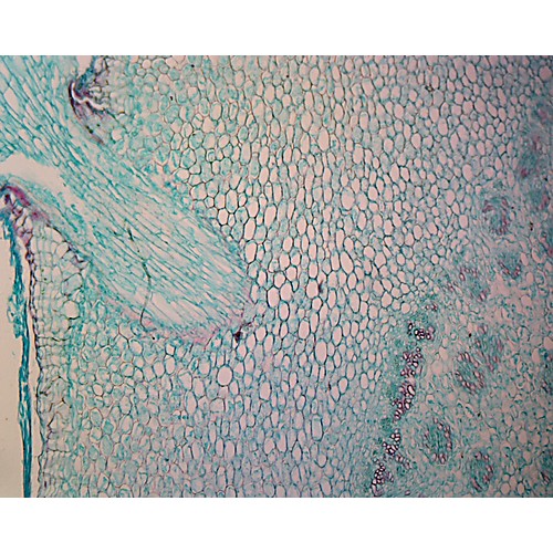 Prepared Microscope Slide,Tilia Root C.S. Basswood Dicot Root