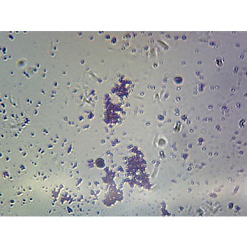Prepared Microscope Slide,Diplococci, Haemophilus, Streptococcus