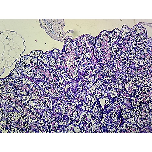 Prepared Microscope Slide,Zoology; Frog Testis; Section IH Stain