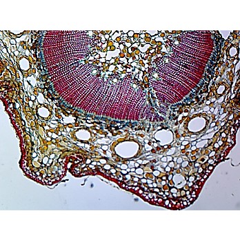 Prepared Microscope Slide,Pine Young Stem C.S.