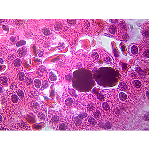 Prepared Microscope Slide,Liver Section, Amphibian