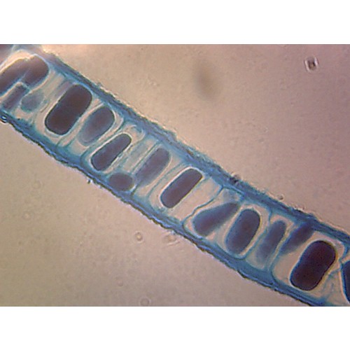 Prepared Microscope Slide,Protista Porphyra Section, Marine Red Algae ...