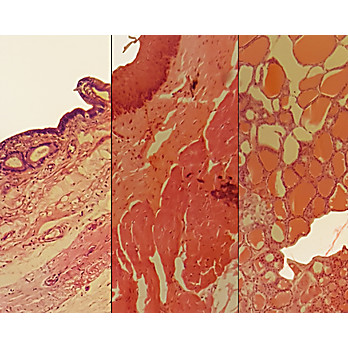 Prepared Microscope Slide,Epithelium Composite Sec. Mammal, Section of ...