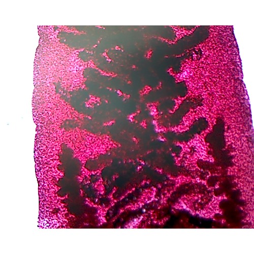 Prepared Microscope Slide,Zoology; Fasciola Hepatica, W.M.