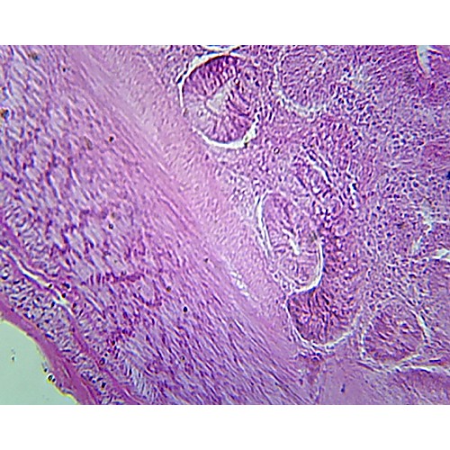 Prepared Microscope Slide,Epithelium Composite Sec. Mammal, Section of ...