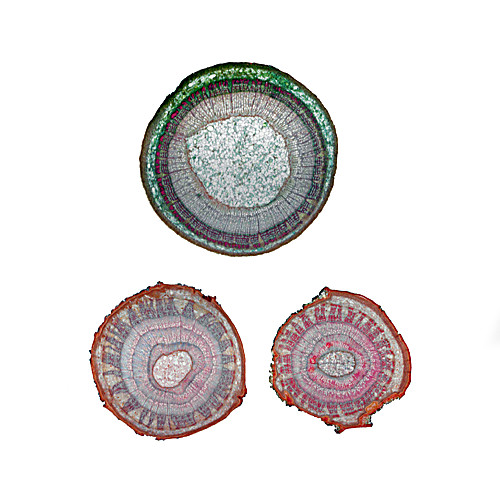 Prepared Microscope Slide,Tilia 1, 2, & 3 year Stem Basswood C.S.