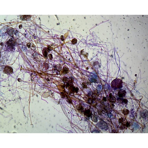 Prepared Microscope Slide,Rhizopus Sporangia W.M. Asexual
