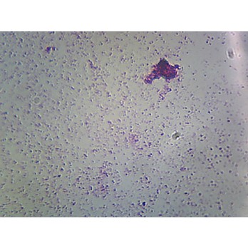 Prepared Microscope Slide,Azotobacter and Rhizobium Leguminosarum