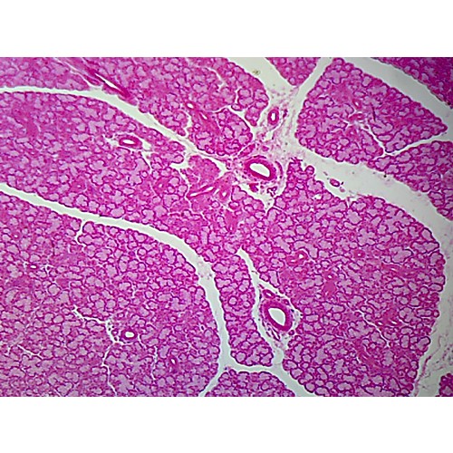 Prepared Microscope Slide,Thymus C.S. Section Mammal