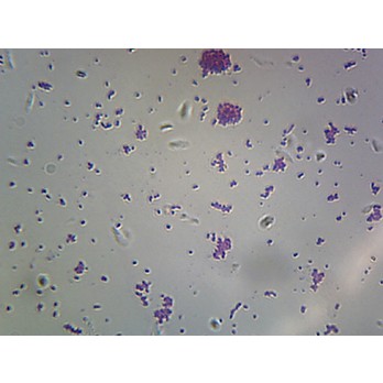 Prepared Microscope Slide,Cocci Spherical Bacteria,Coccus, Smear, Gram Negative.