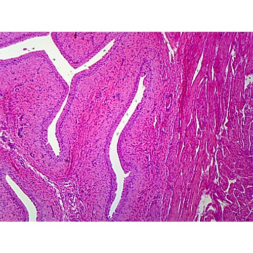 Prepared Microscope Slide,Transitional Epithelium, Mammal