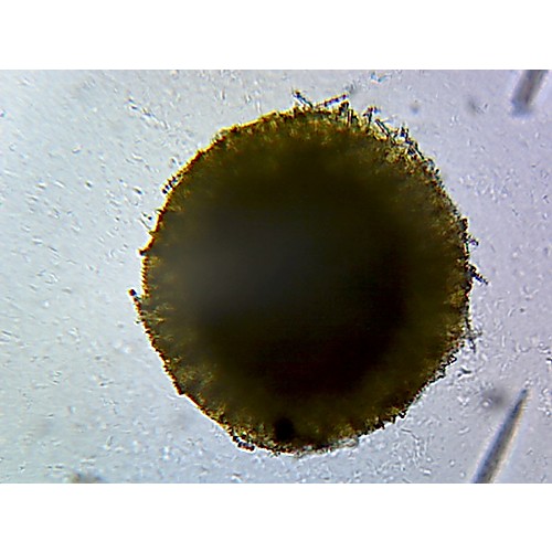 Prepared Microscope Slide,Zoology; Spongia, Section; Commercial Bath Sponge