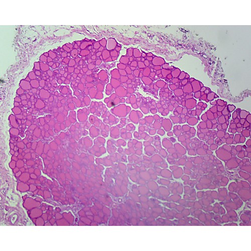 Prepared Microscope Slide,Simple Cuboidal Epithelium Tissue