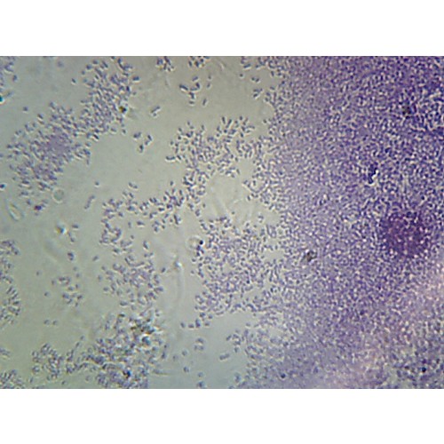 Prepared Microscope Slide,Proteus Vulgaris