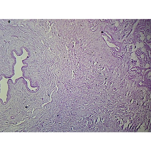 Prepared Microscope Slide,Penis, C.S. Urethra, Corpora Cavernosa