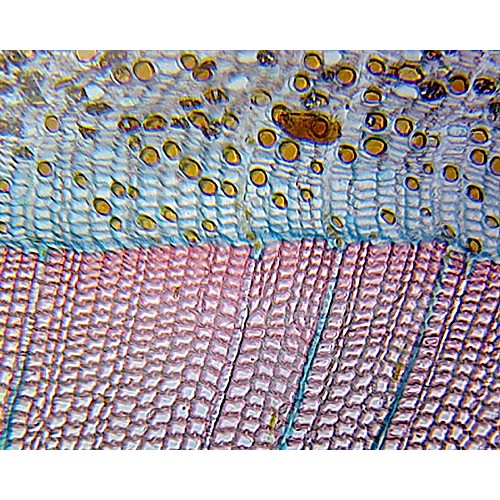 Prepared Microscope Slide,Pine Mature Stem