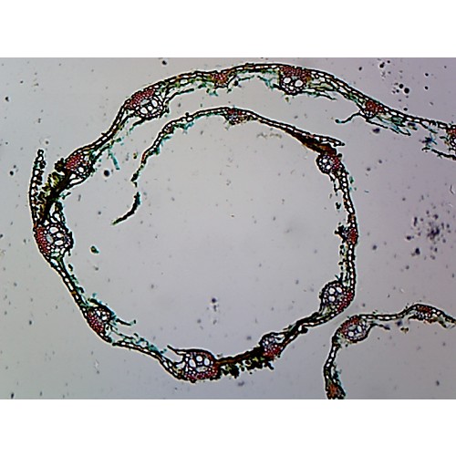 Prepared Microscope Slide,Puccinia Graminis Uredinia Basidomycete