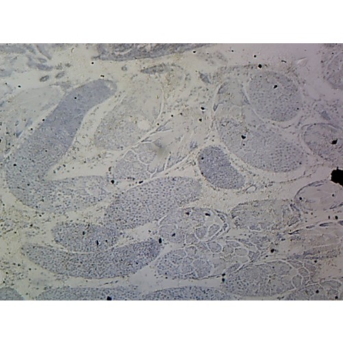 Prepared Microscope Slide,Grasshopper Testis W.M.