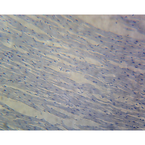 Prepared Microscope Slide,Histology; Prepared Slide Set of 8