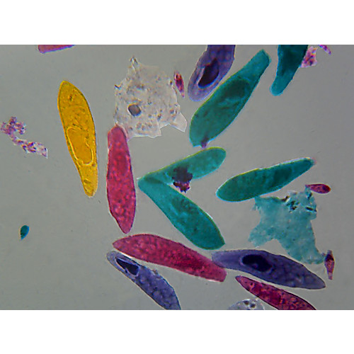 Prepared Microscope Slide Mixed Protozoa Slide