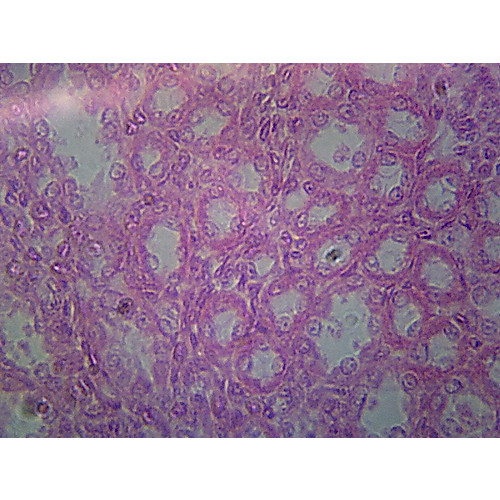 Prepared Microscope Slide,Kidney Cuboidal Epithelium Microscope Slide