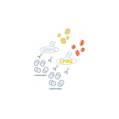 ONPG B Gal Assay Kit